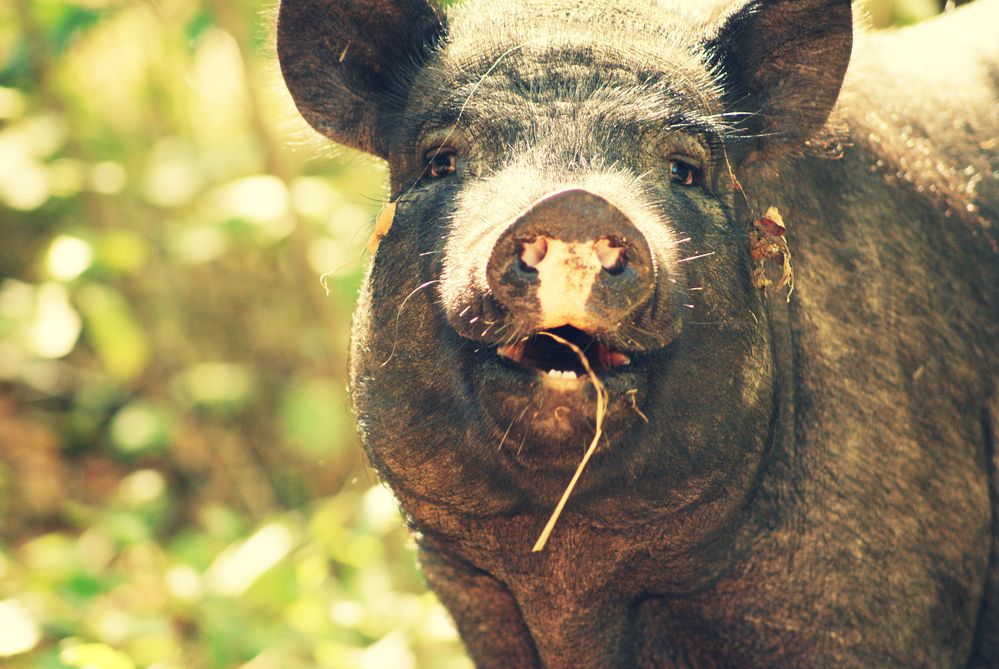comida jabalíes ¿Cómo se ALIMENTAN estos animales?