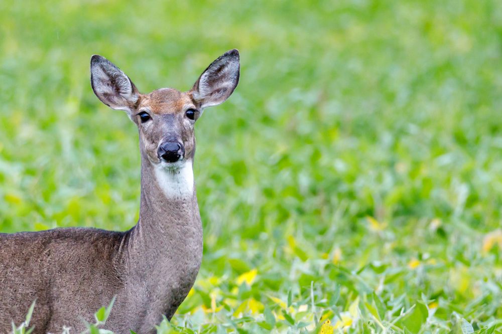 AHUYENTAR animales: ¿Cómo conseguirlo en los huertos?