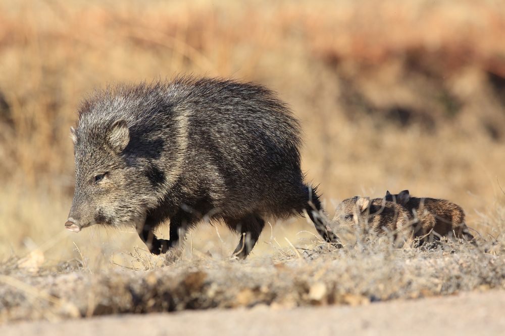 DEPREDADORES de los jabalíes: ¿conoces los principales?