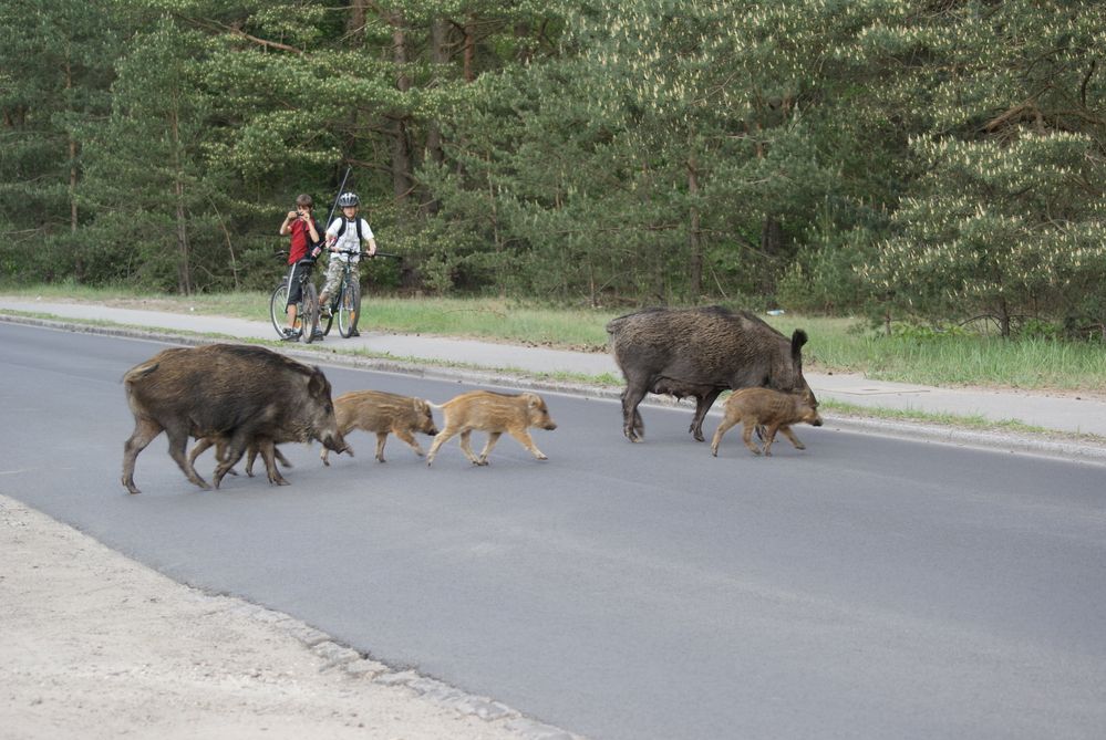 Cómo se DESPLAZAN los jabalíes: conoce su comportamiento